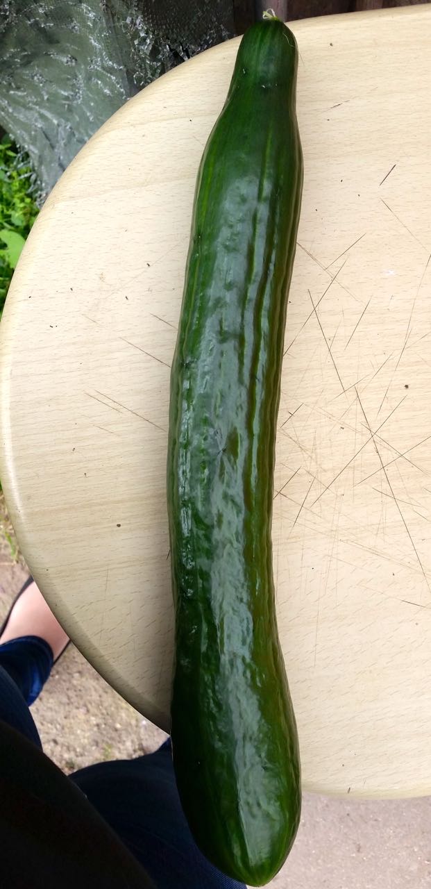 Monster-Gurken in den Gärten der Müritz-Region » Wir sind Müritzer