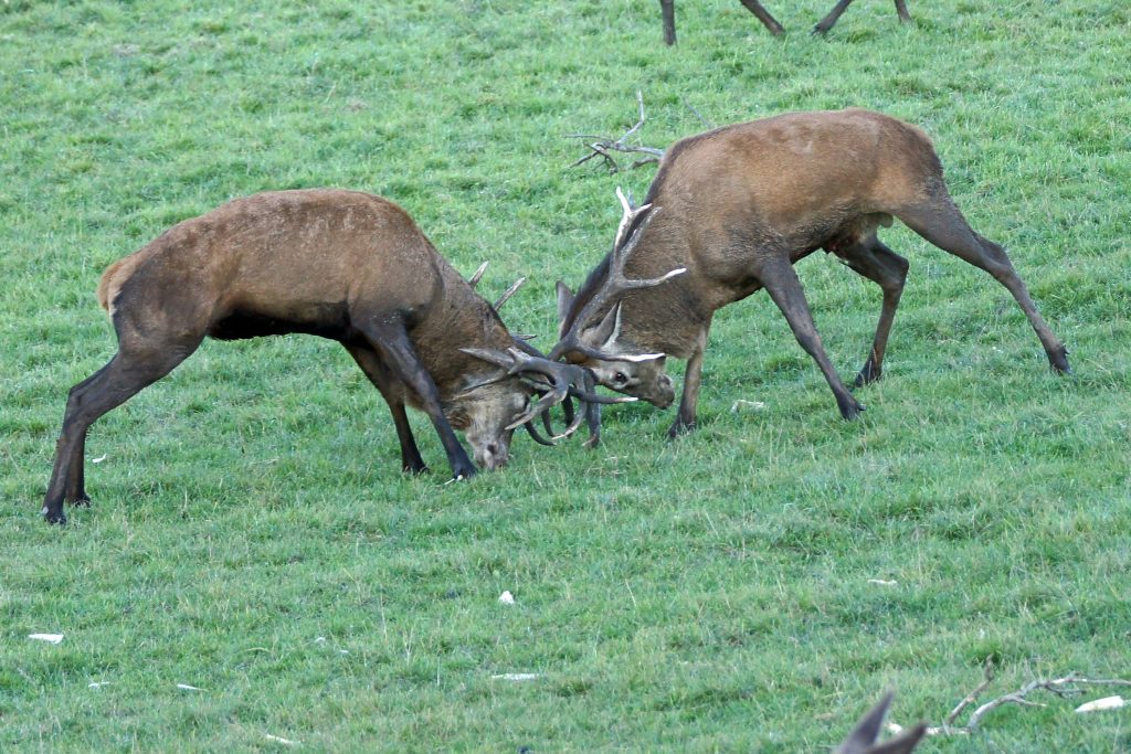 Die faszinierende Hirschbrunft hautnah erleben » Wir sind Müritzer