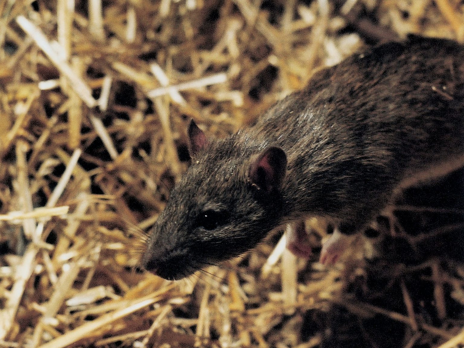 Tipps: Wie man Ratten tierfreundlich vertreibt » Wir sind MüritzerWir ...